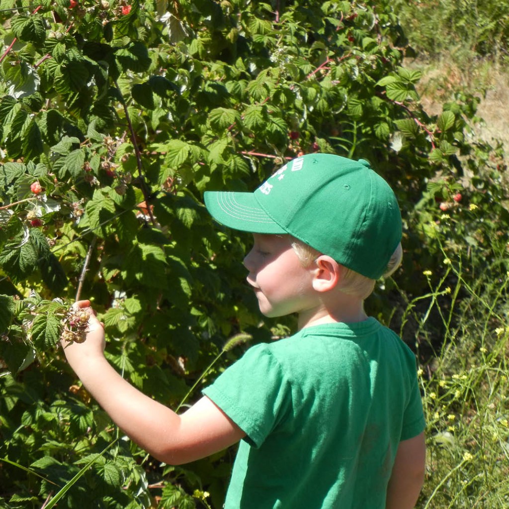 Recipe—Raspberry Turnovers